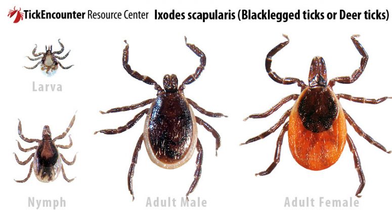 Vermont Research News: Housing, maps, ticks and more... - Sustain Champlain